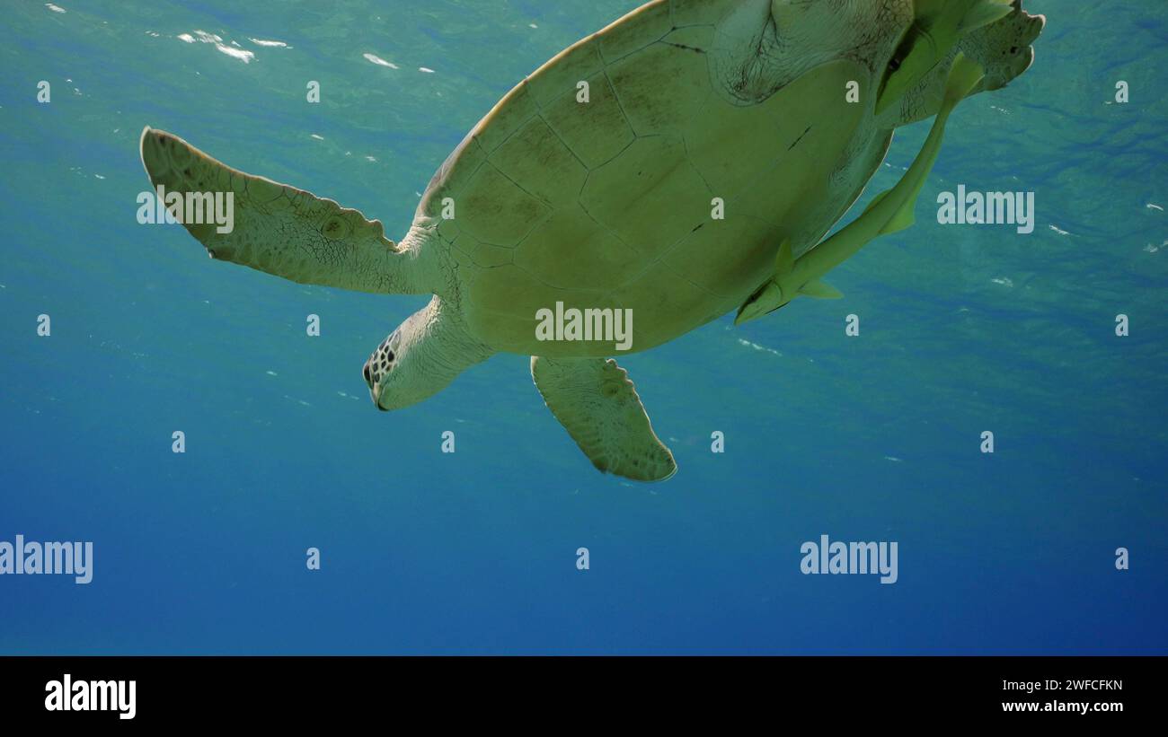 Great Green Sea Turtle (Chelonia mydas) is resting on surface of water ...
