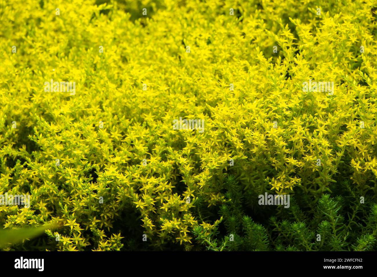 Yellow flowers of Sedum acre or Goldmoss stonecrop .Sedum acre, known ...
