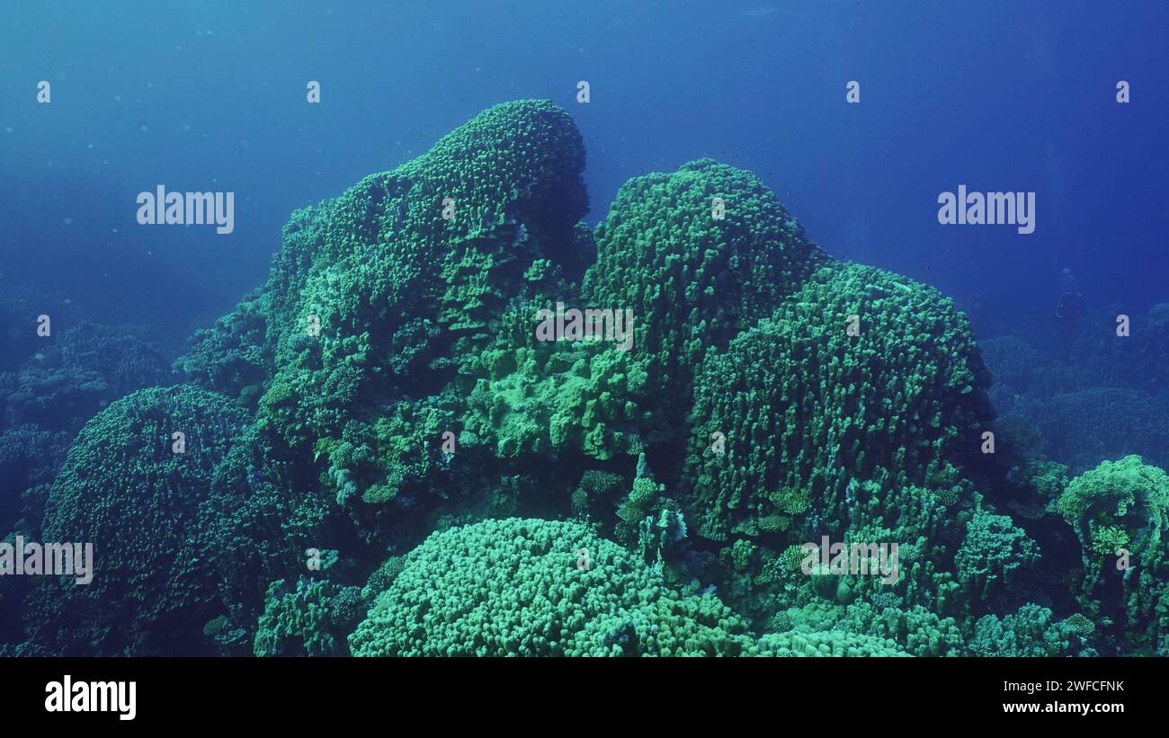 Hard corals colony Porites, tropical fish swim above top of coral reef ...