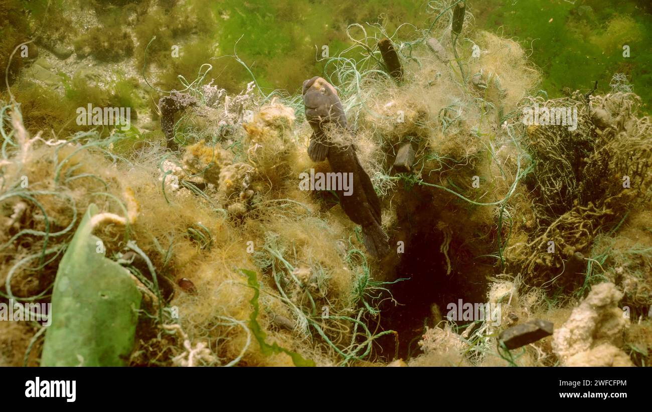 Dead fish goby black sea hi-res stock photography and images - Alamy