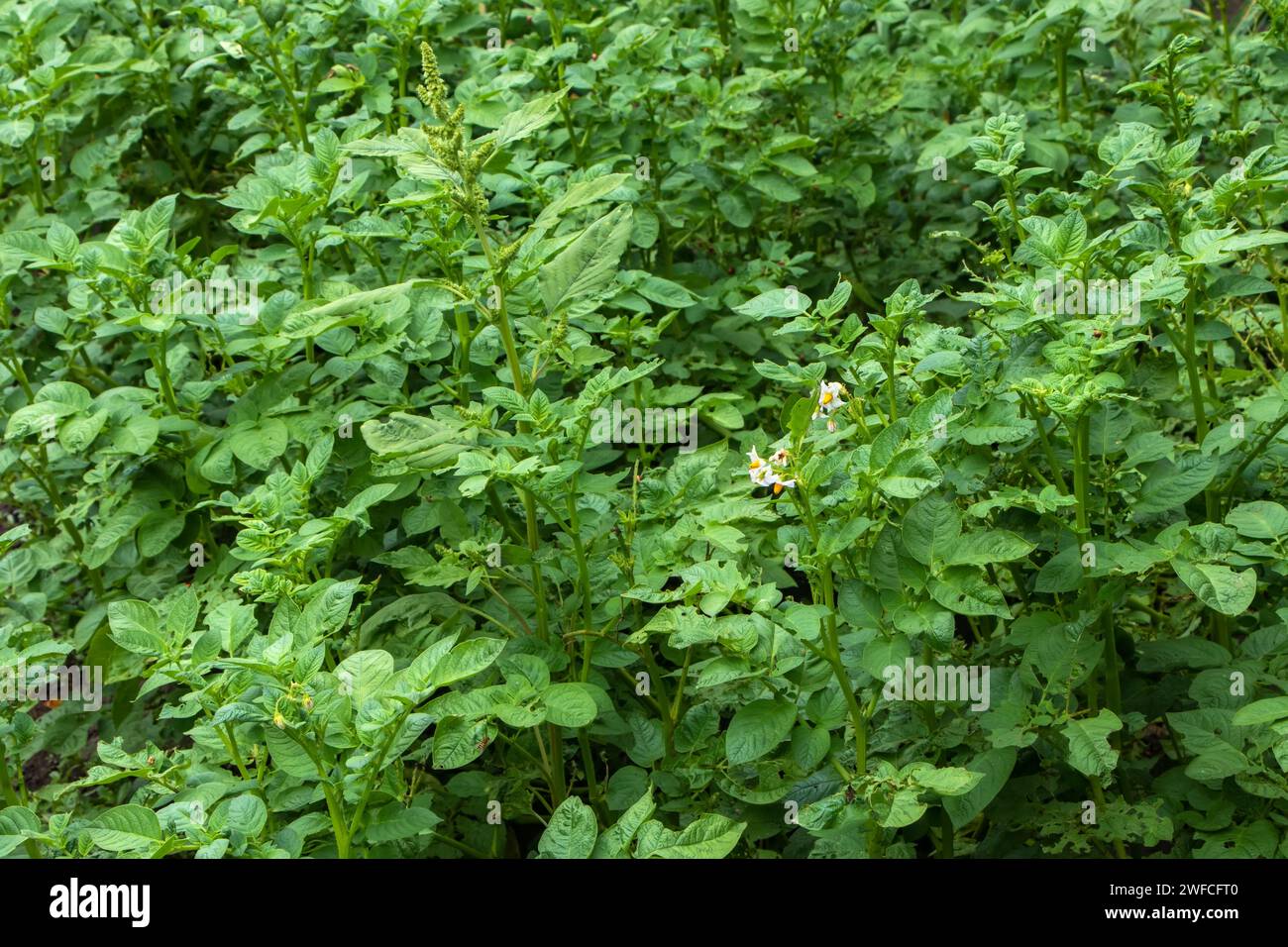 Healthy green flowering potato plants in the field in summer ...