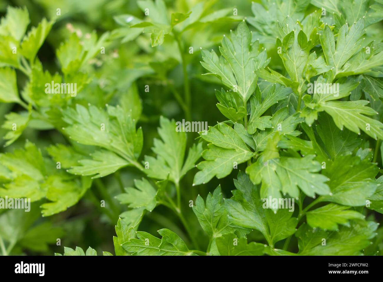 Parsley grows in the garden. It is grown outdoors in the garden area ...