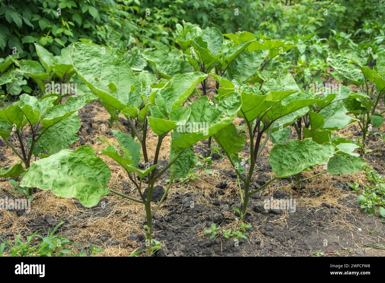 A young eggplant seedling grows in a farmer's garden. Close-up. The ...