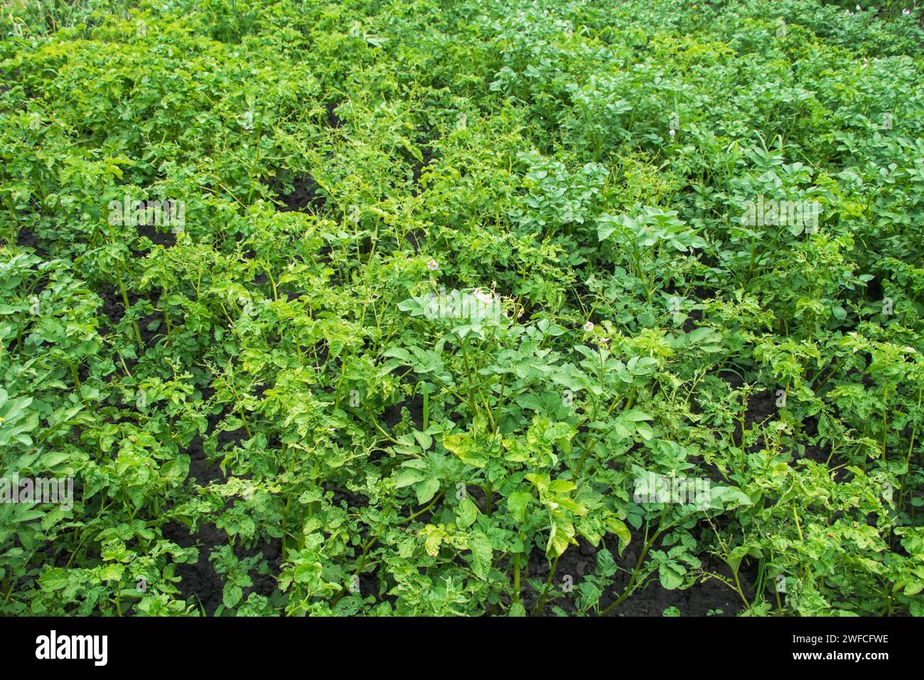 Healthy green flowering potato plants in the field in summer ...