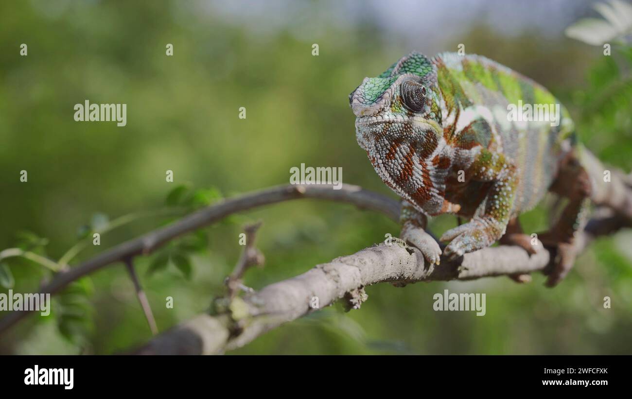 Green chameleon walks along branch and looksat around on bright sunny ...
