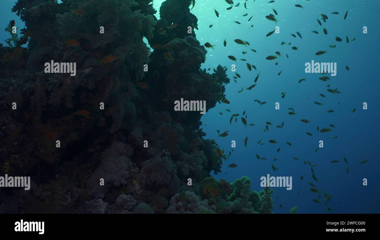 Silhouettes of tropical fish swims next to coral reef on surface water ...