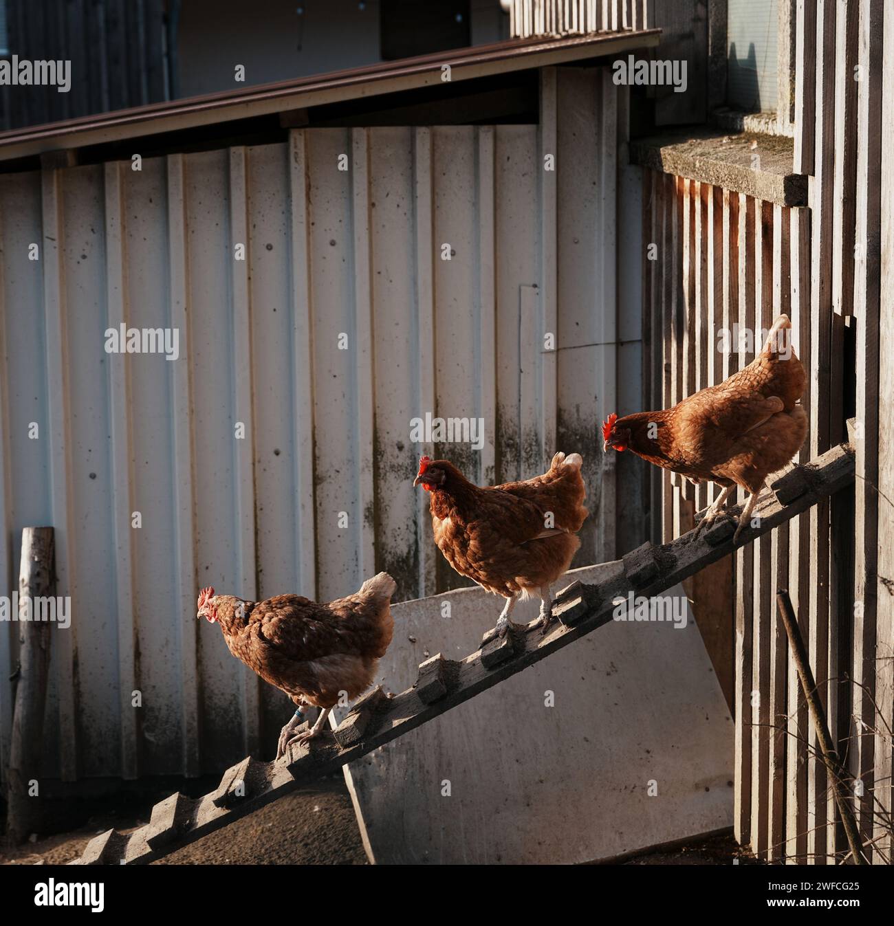 Hen chicken ladder hi-res stock photography and images - Alamy