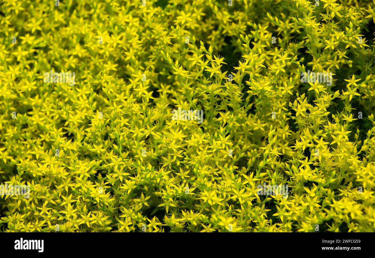 Yellow flowers of Sedum acre or Goldmoss stonecrop .Sedum acre, known ...