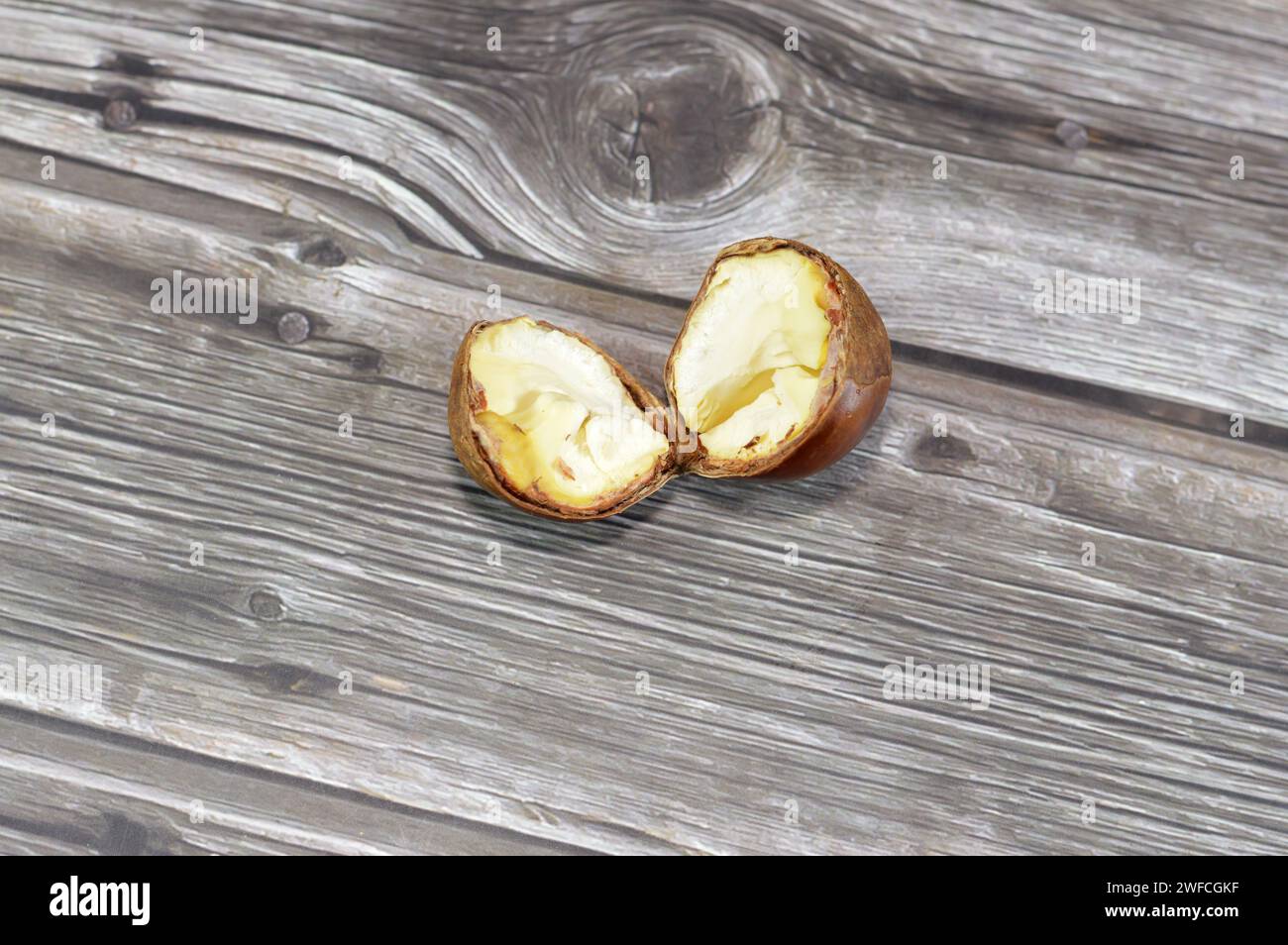 Chestnuts, the deciduous trees and shrubs in the genus Castanea, in the ...