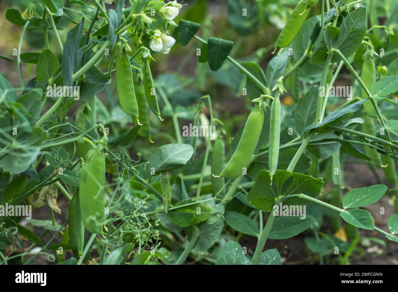 Selective focus on fresh bright green pea pods on a pea plants in a ...