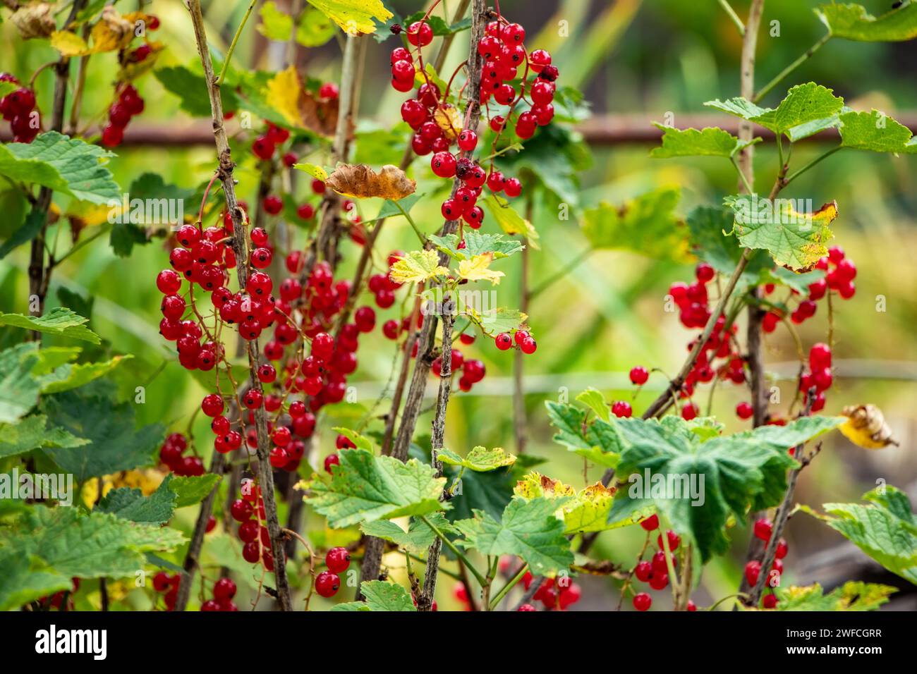 branch of ripe red currant in a garden on green background Stock Photo ...