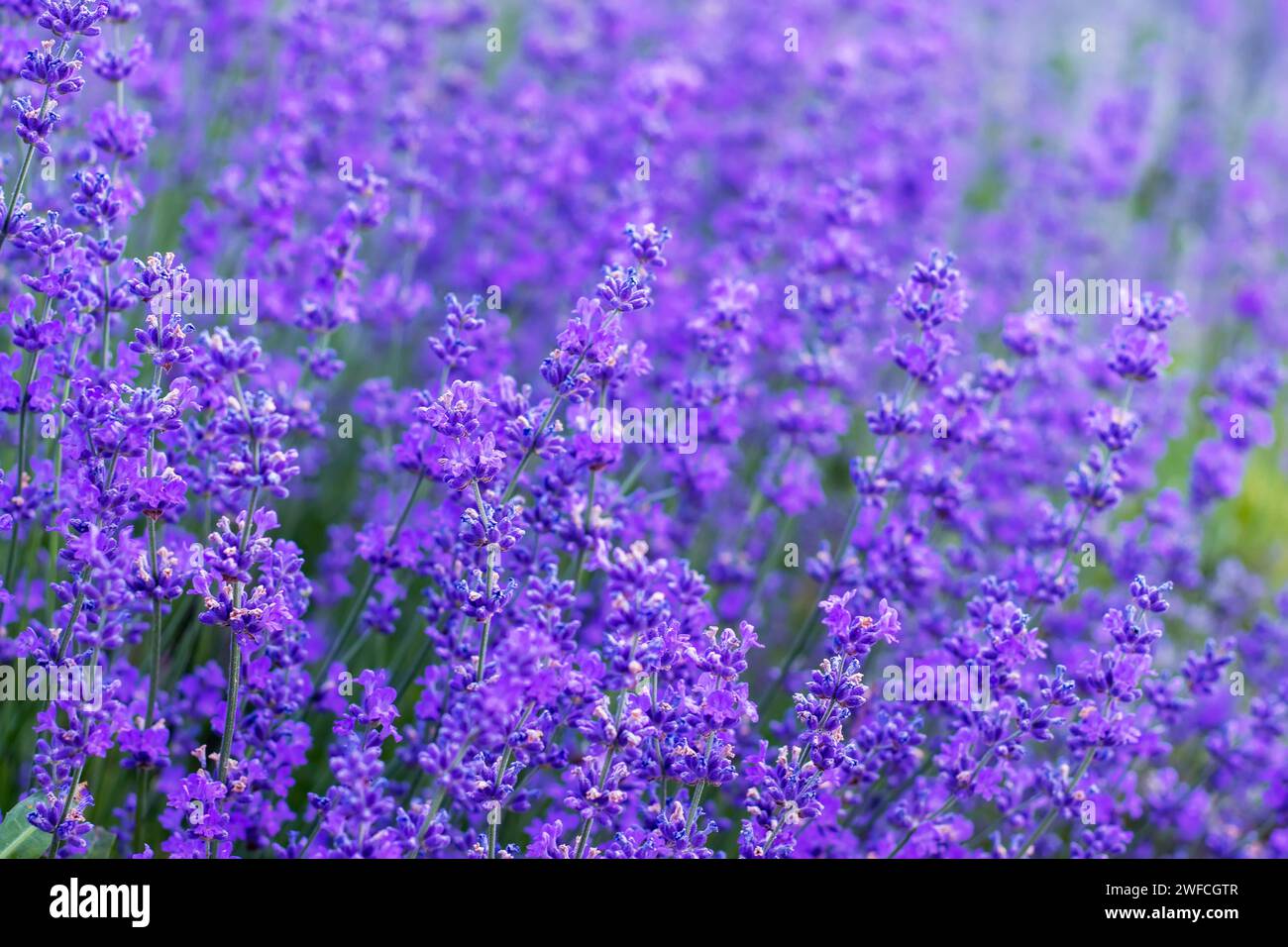Beautiful colors purple lavender fields near Valensole, Provence in ...