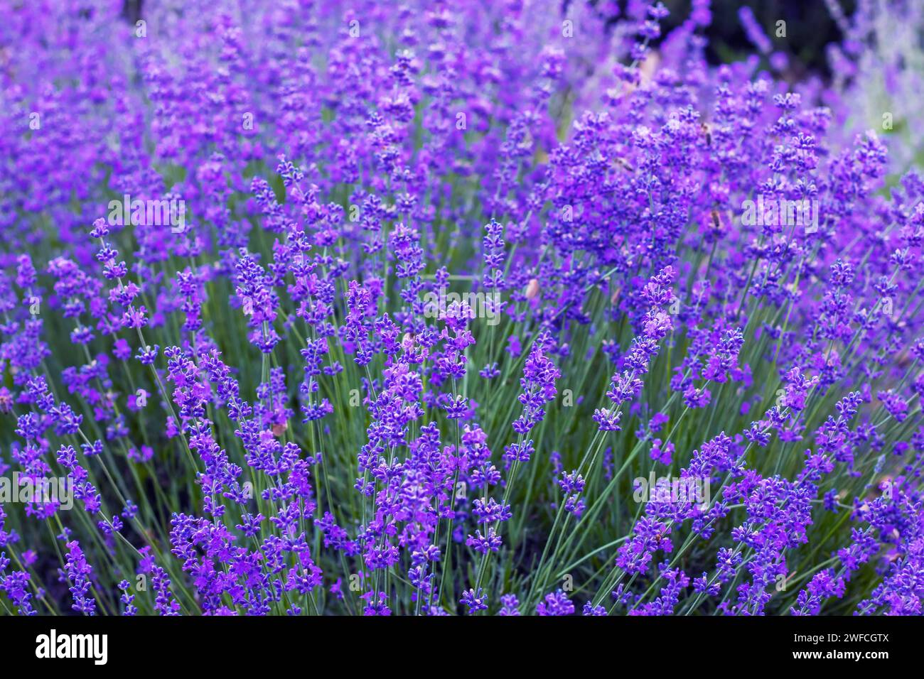 Beautiful colors purple lavender fields near Valensole, Provence in France Stock Photo - Alamy