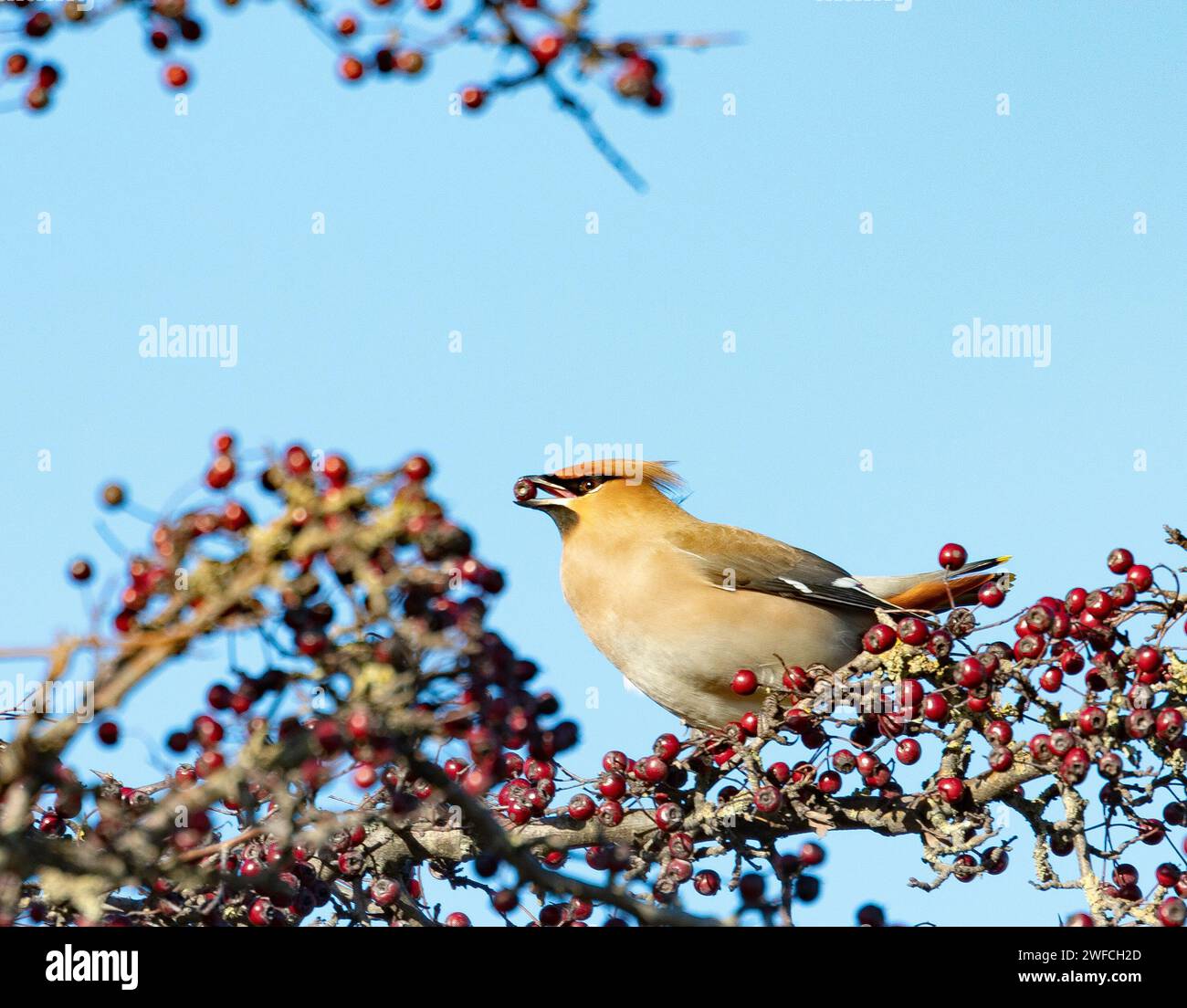 Halkyn Mountain, Flintshire, North Wales, UK. UK Weather. 30th January ...