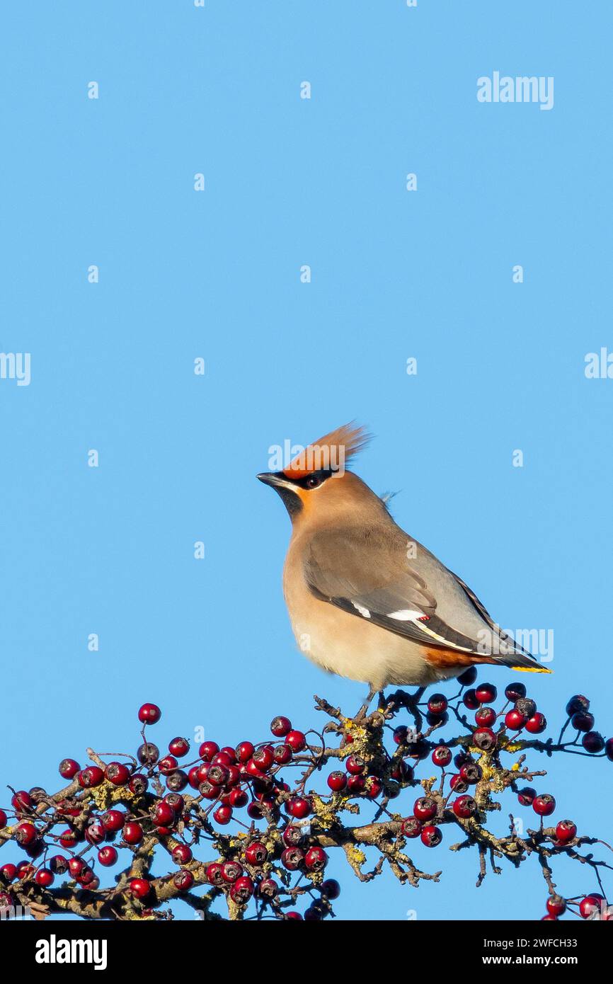 Halkyn Mountain, Flintshire, North Wales, UK. UK Weather. 30th January ...
