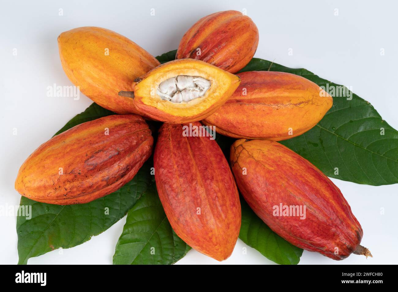 Yellow cacao pods with fresh cut above top view isolated Stock Photo ...
