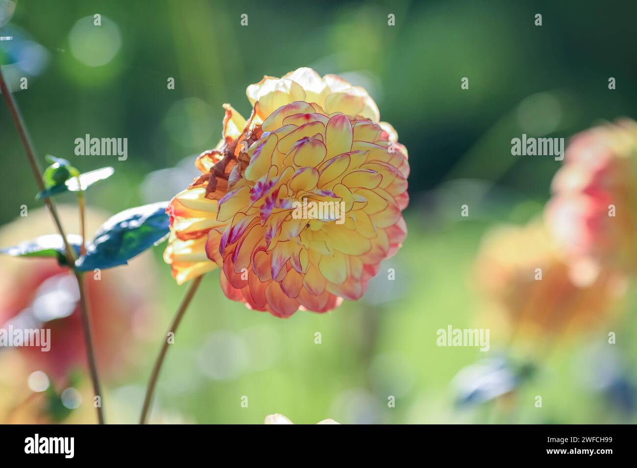 Dahlia is a member of the Compositae (also called Asteraceae) family of ...