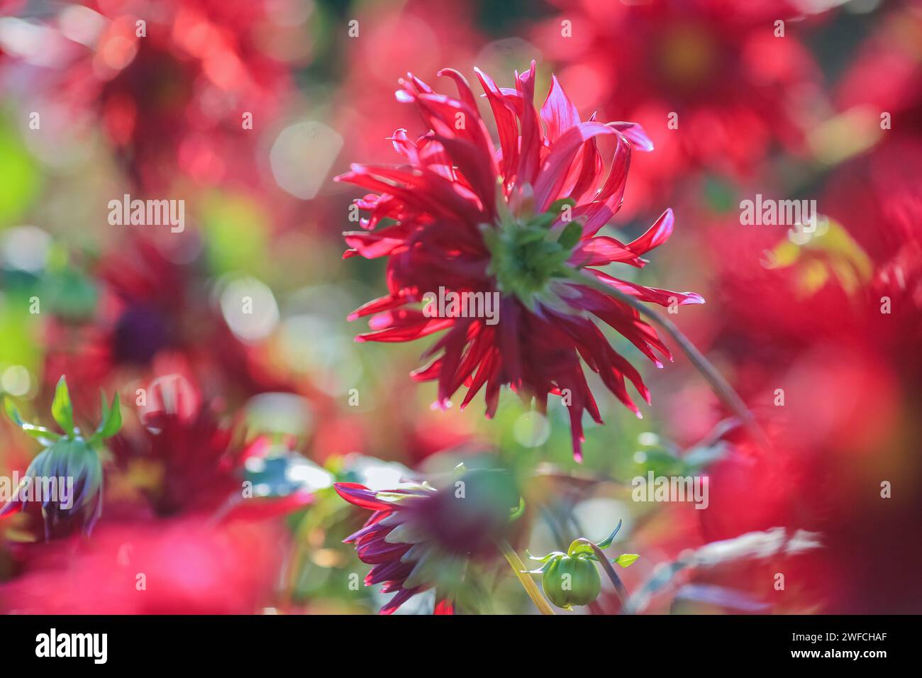 Dahlia is a member of the Compositae (also called Asteraceae) family of ...