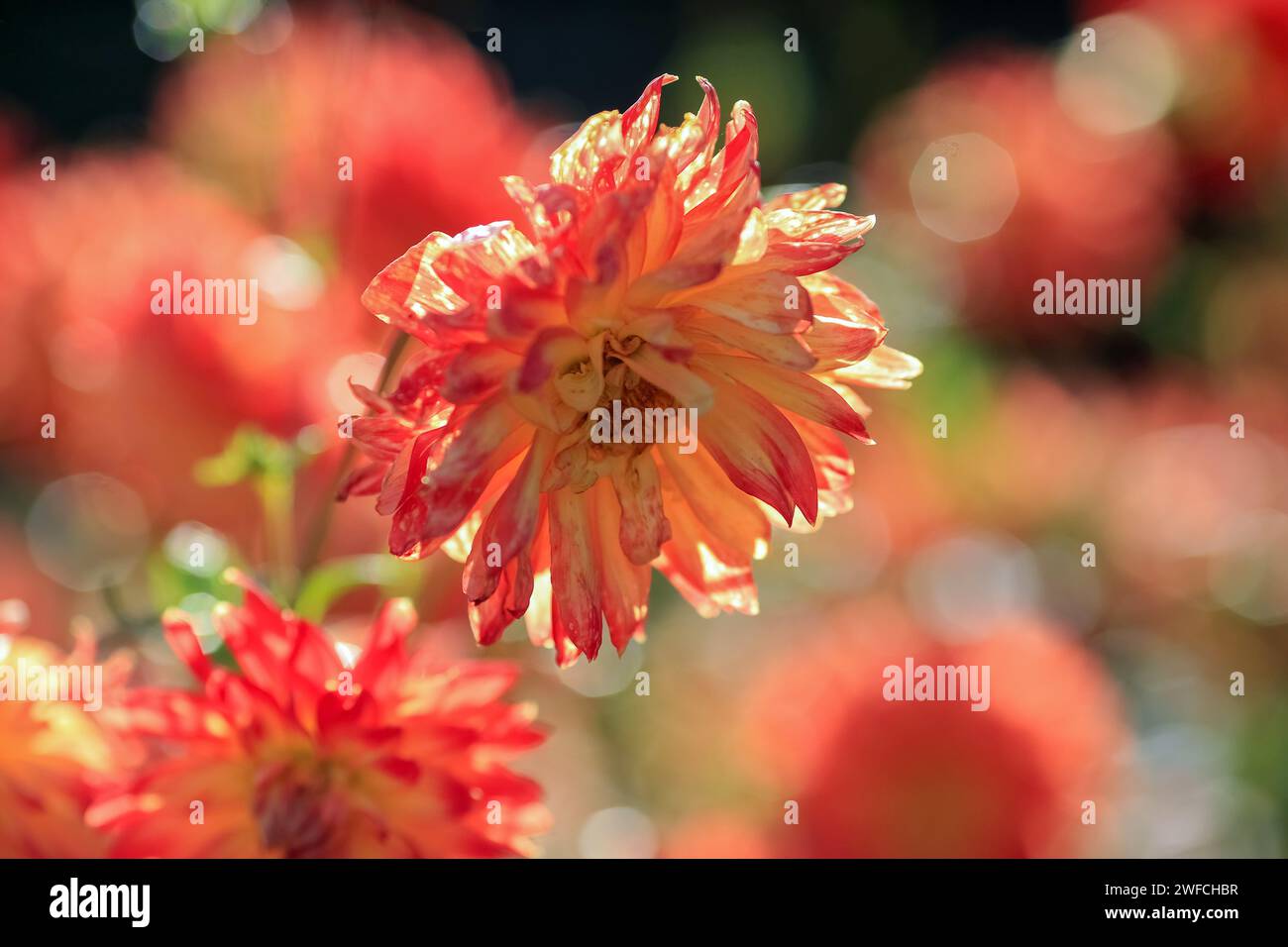 Dahlia is a member of the Compositae (also called Asteraceae) family of ...