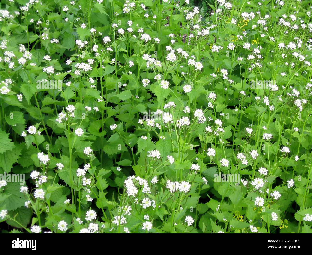 Full frame garlic mustard invasive plant with green leaves and small ...