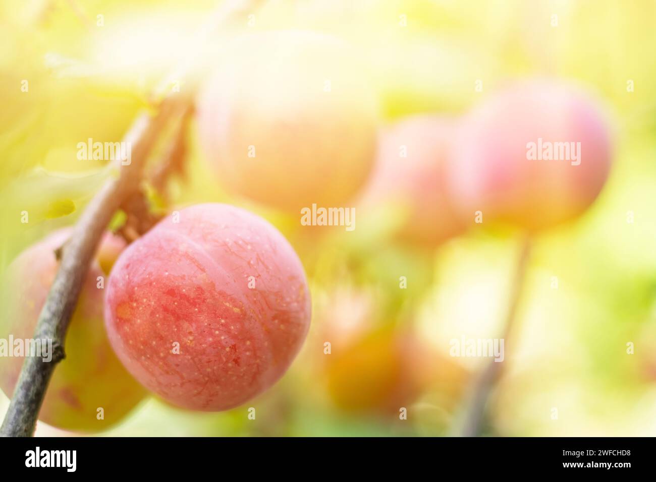 Cherry plum. Prunus cocomilia on a summer day in the garden Stock Photo ...