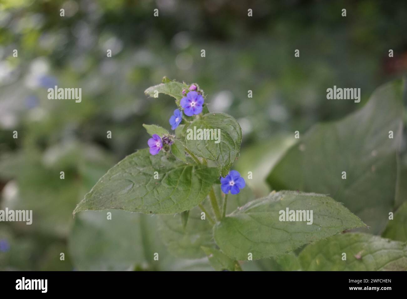 Small purple blue flowers hi-res stock photography and images - Alamy