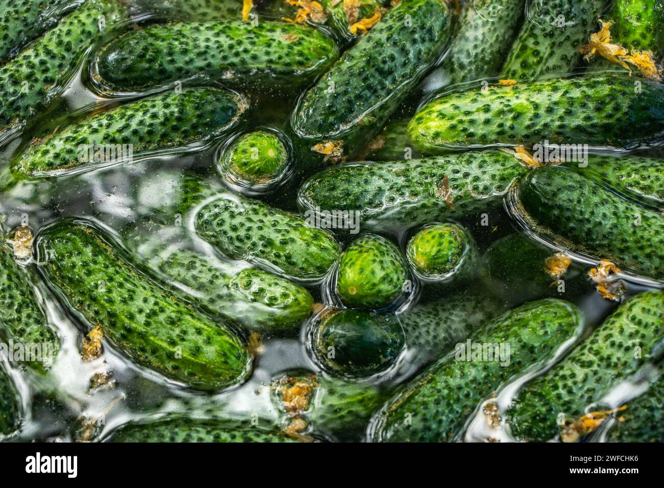 Freshly torn cucumbers in running water. Green cucumbers are thawed ...