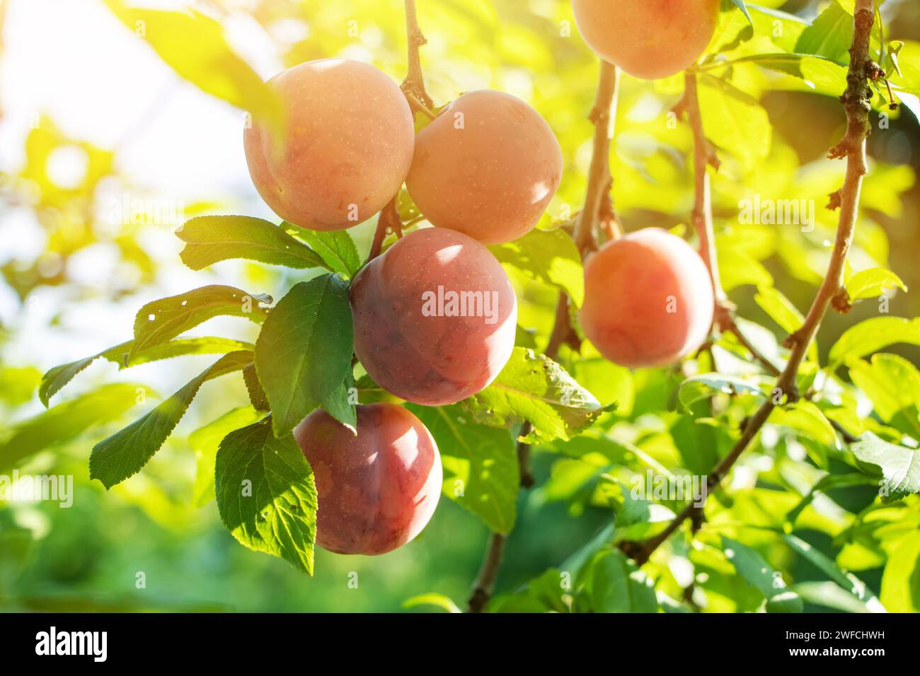 juicy plum on a young tree, purple, fruits Stock Photo - Alamy