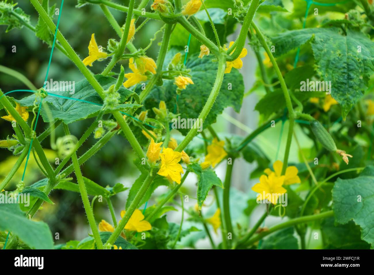 Yellow female flower of cucumber in field plant Stock Photo - Alamy
