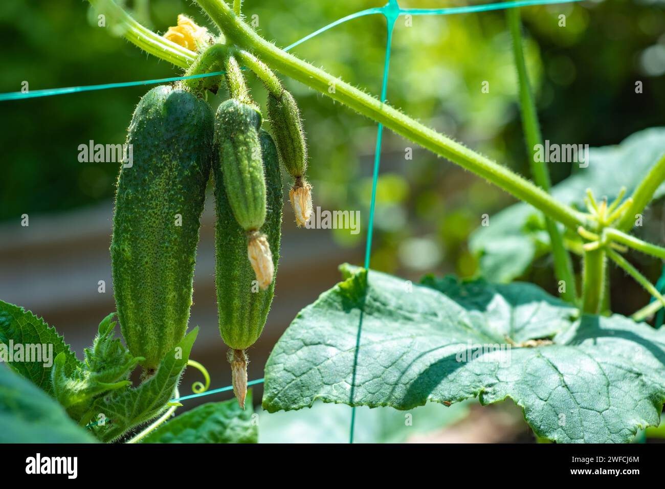 Organic cucumbers cultivation. Closeup of fresh green vegetables ...