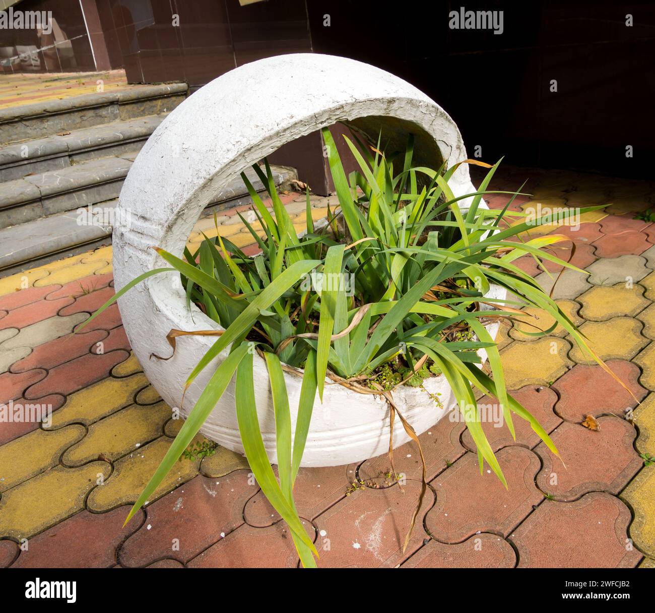 Dissected plant hi-res stock photography and images - Alamy