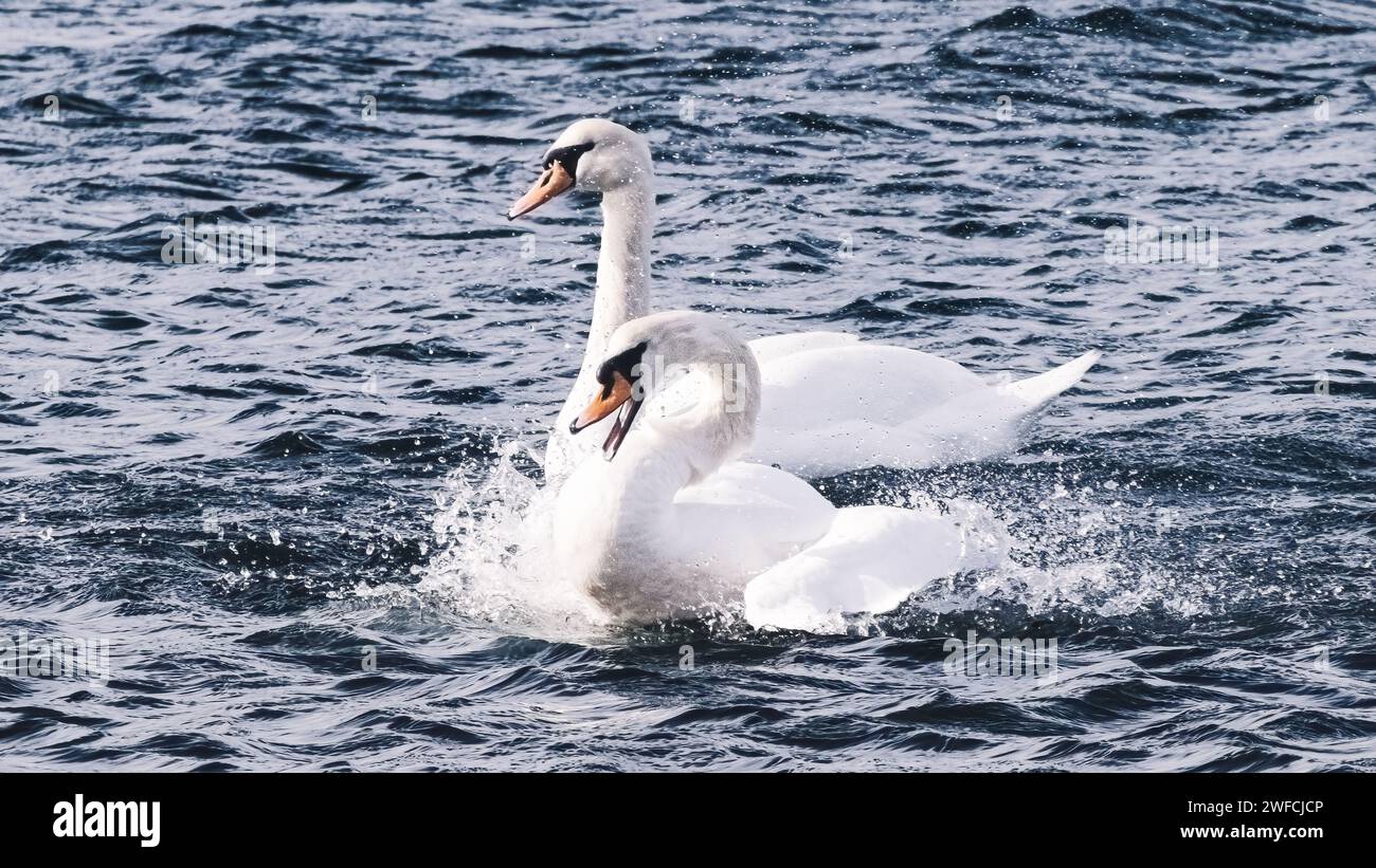 Pair bonded bird hi-res stock photography and images - Alamy