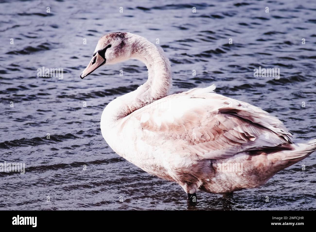 A juvenile Mute Swan (Cyngus olor) wading in the cold waters of ...