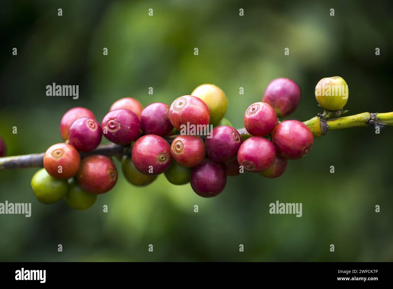 Catuai coffee hi-res stock photography and images - Alamy