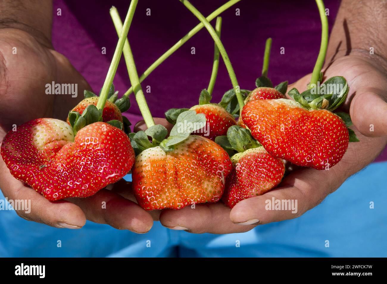 Hand holding strawberry close hi-res stock photography and images - Alamy