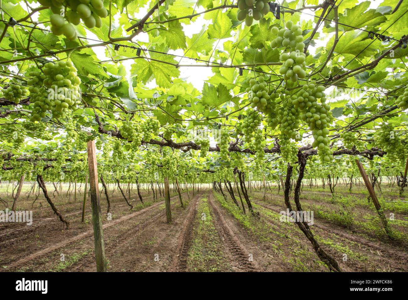 Plantation of italian grape Stock Photo - Alamy