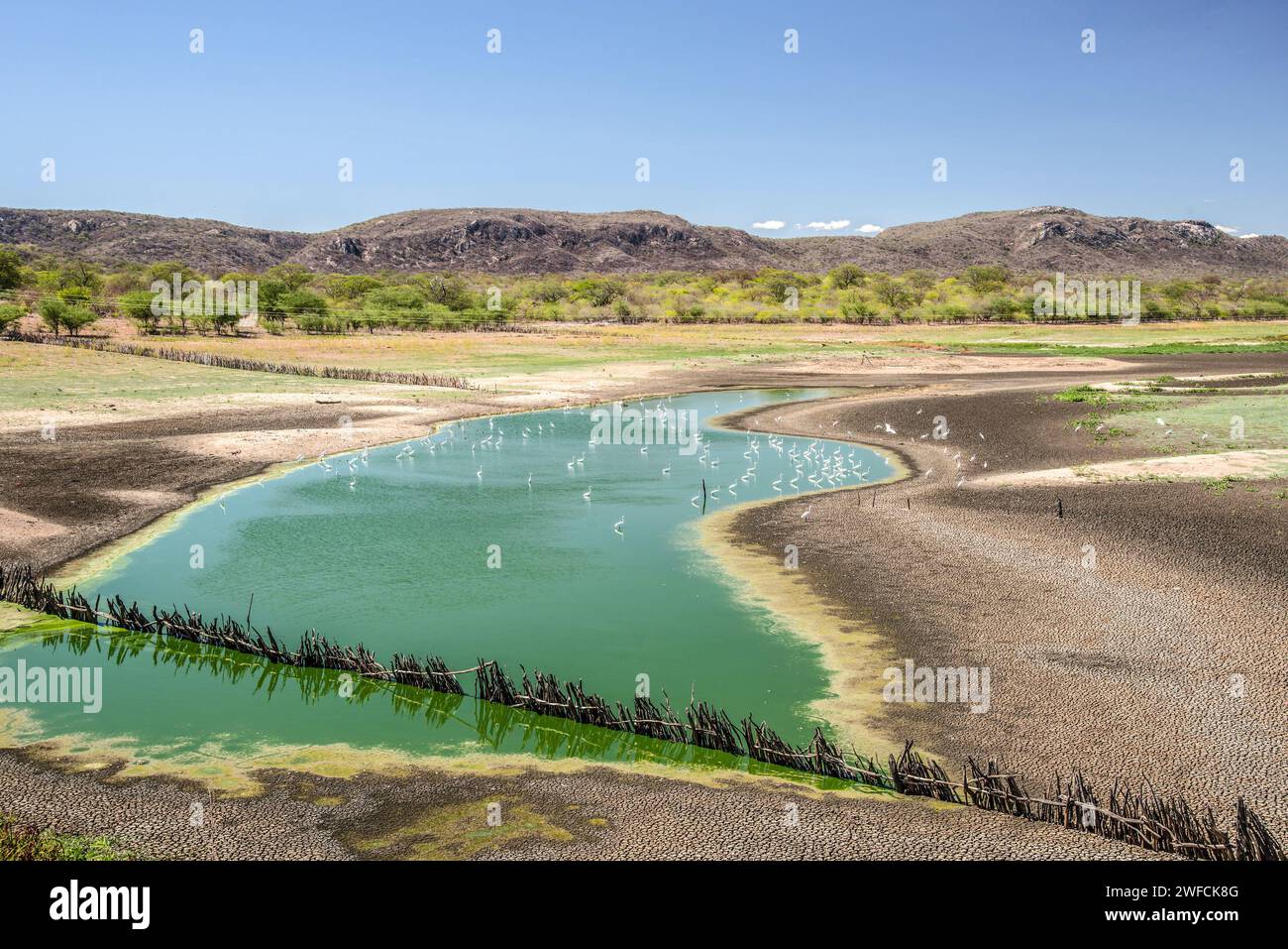 Pernambuco tree in brazil hi-res stock photography and images - Alamy