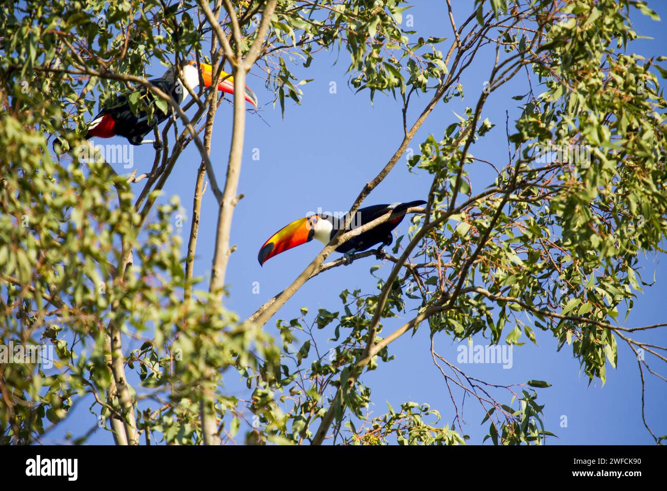 Couple of toucans on tree branches - Species threatened with extinction ...