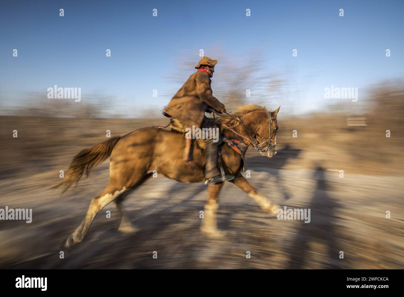Cowboy dressed in leather doublet riding during activity known as an ox ...