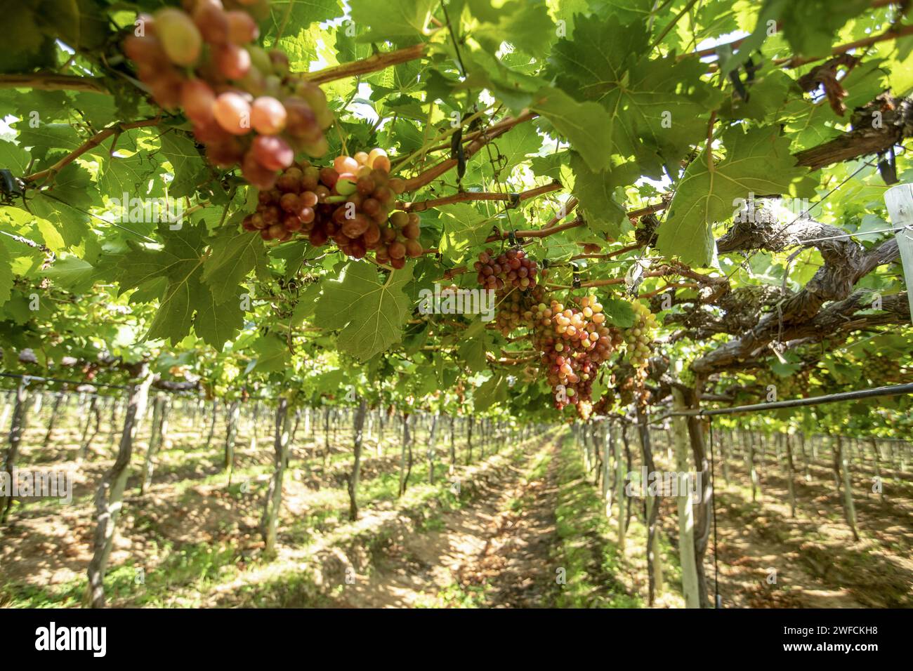 Irrigation project hi-res stock photography and images - Alamy
