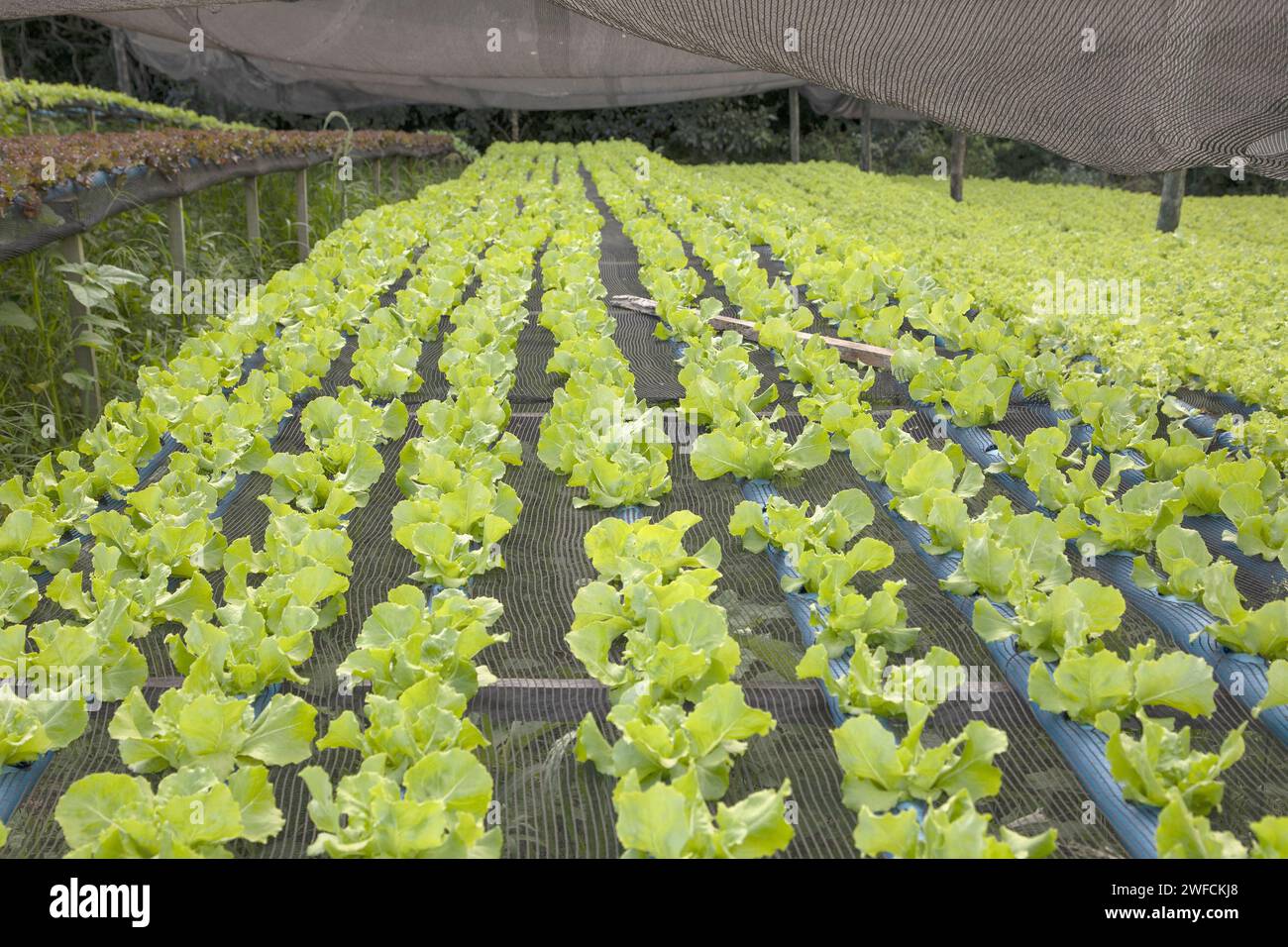 Plantation of a tree in the hydroponic system Stock Photo - Alamy