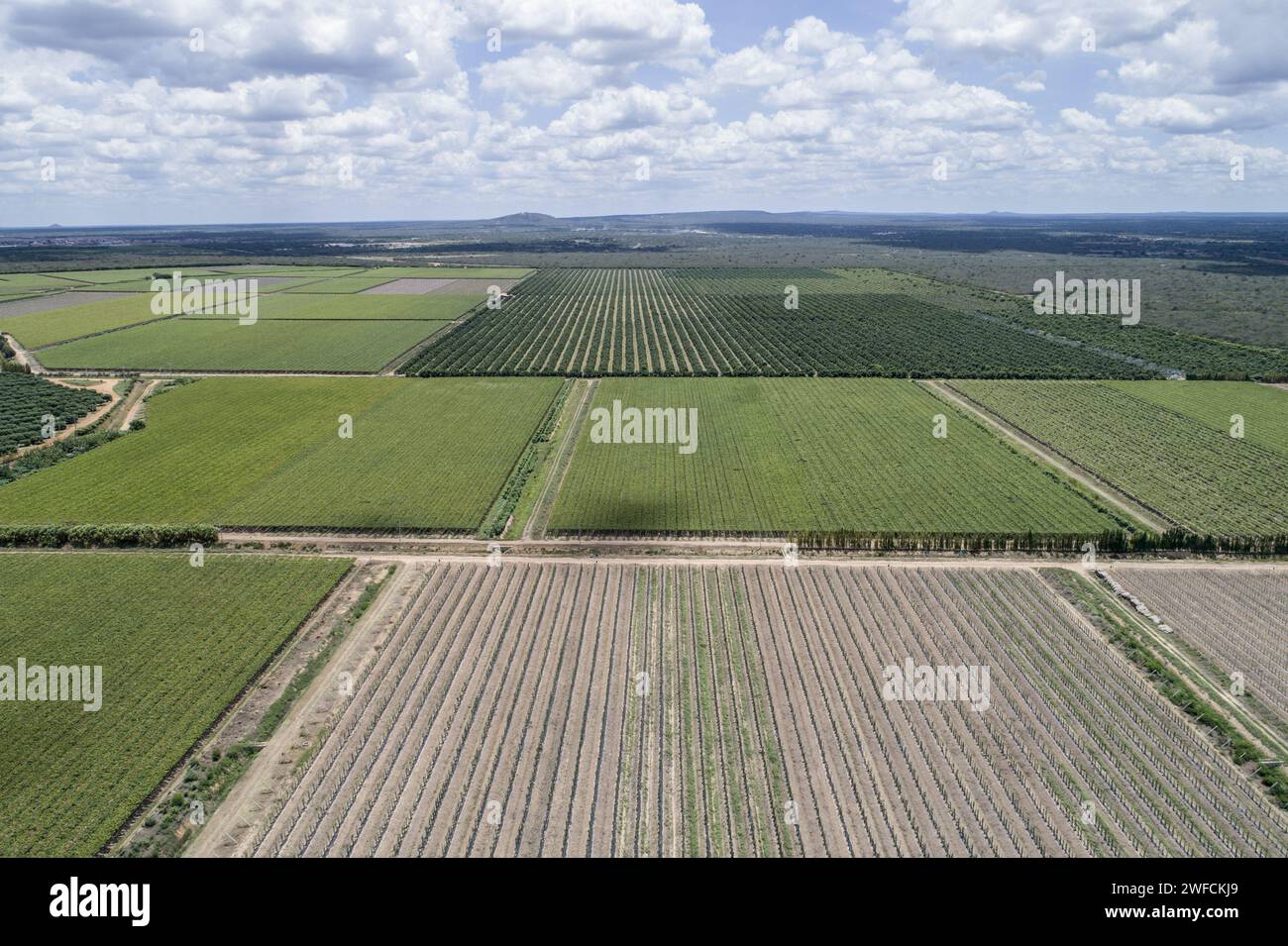 View of drupe plantation of grapes from fruit company export table ...