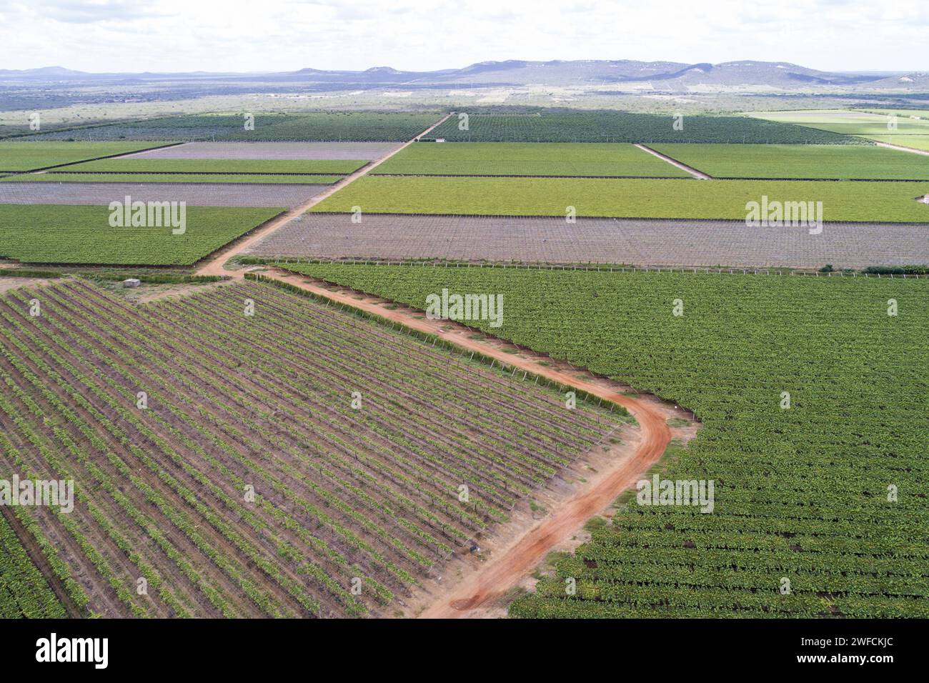 View of drupe plantation of grapes from fruit company export table ...