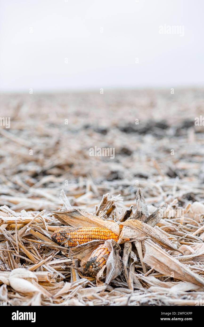 Corn field is covered with blanket of snow with the remains of corn ...