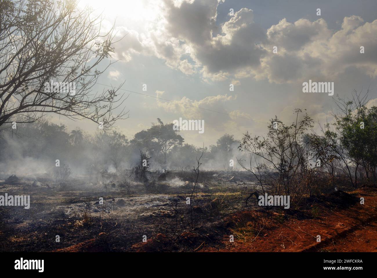 Fire in cerrado vegetation Stock Photo - Alamy