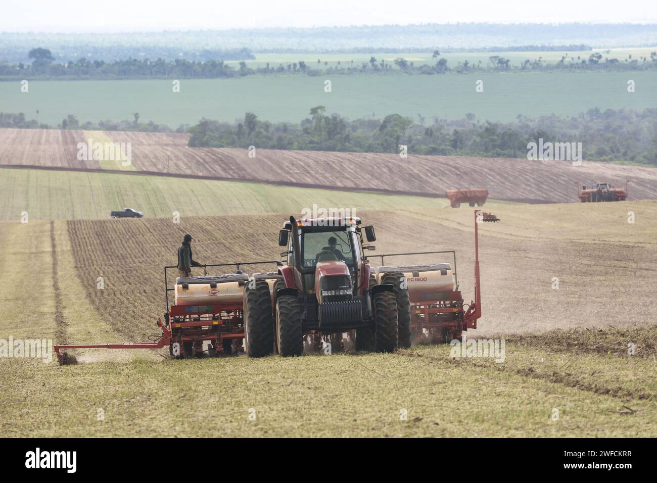 Corn mechanized planting area where soybeans were harvested - técnica ...
