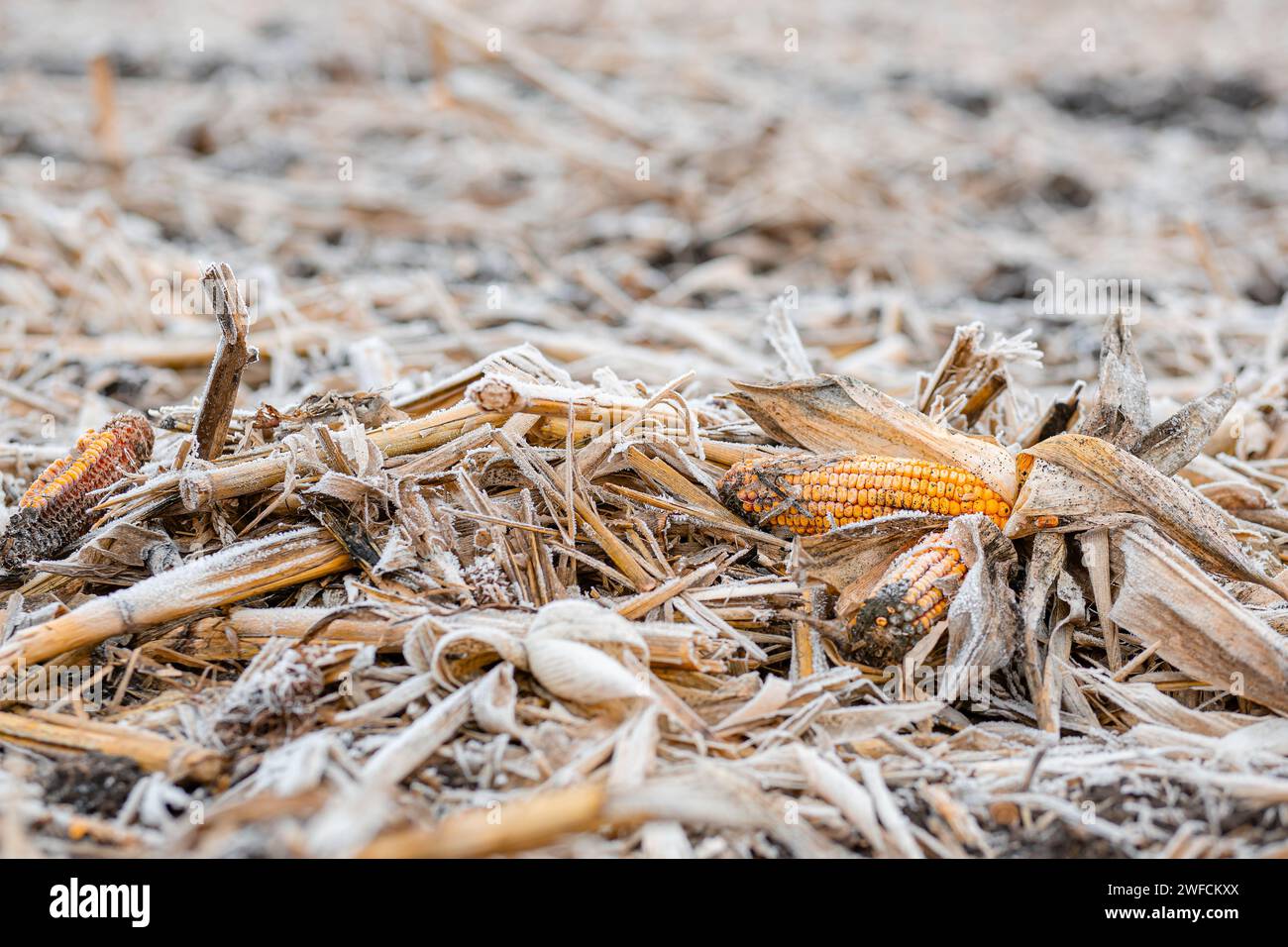 Corn field is covered with blanket of snow with the remains of corn ...