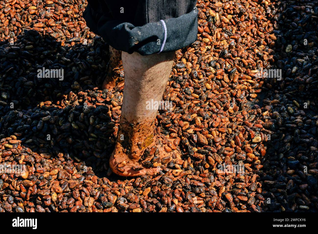 Detail of worker stepping on cocoa beans during fermentation process ...