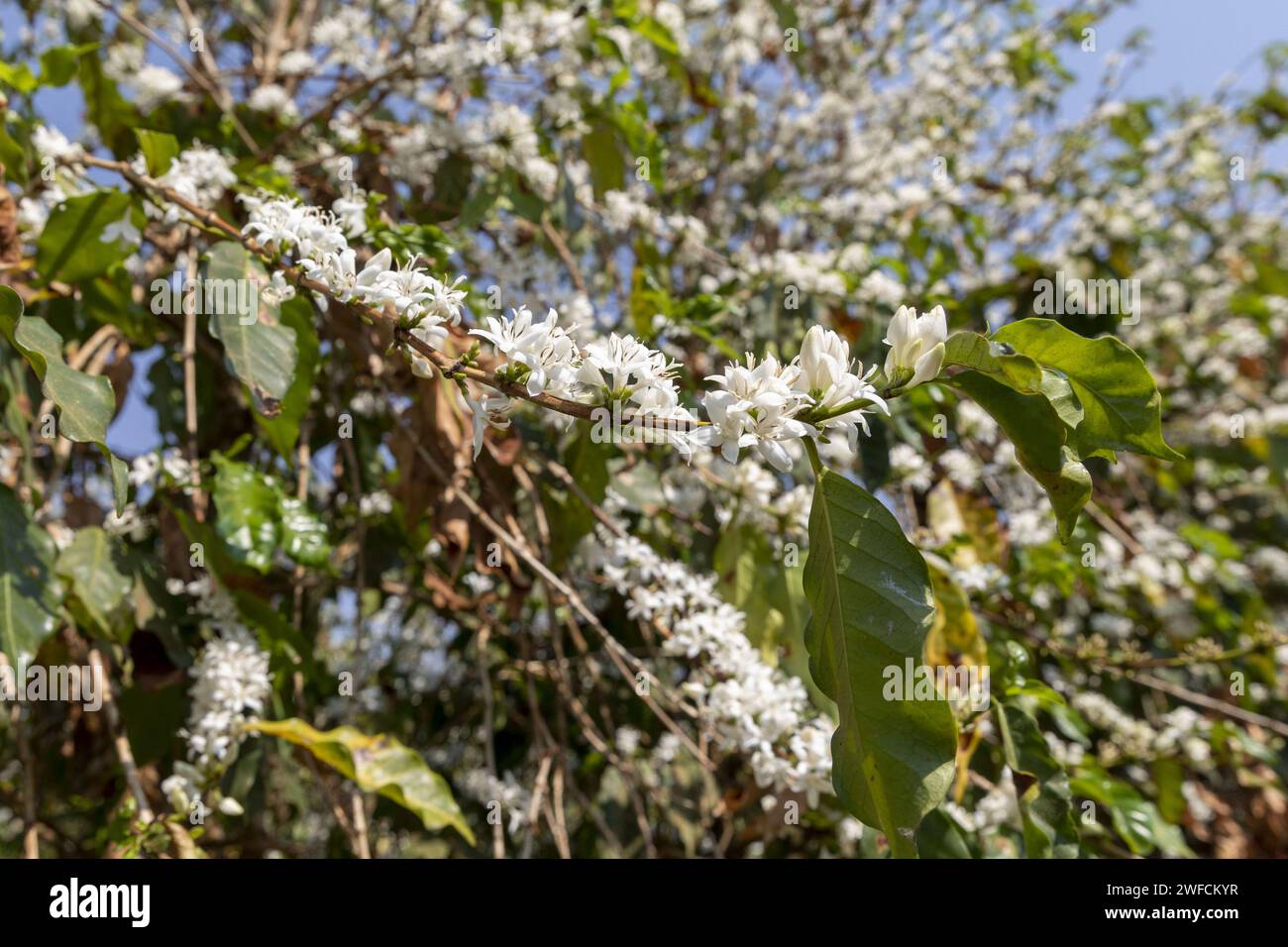Coffee plantation during flowering Stock Photo - Alamy