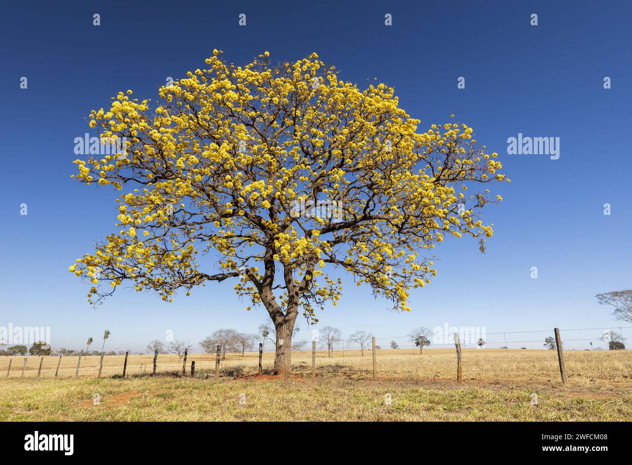 Yellow ipe tree hi-res stock photography and images - Alamy